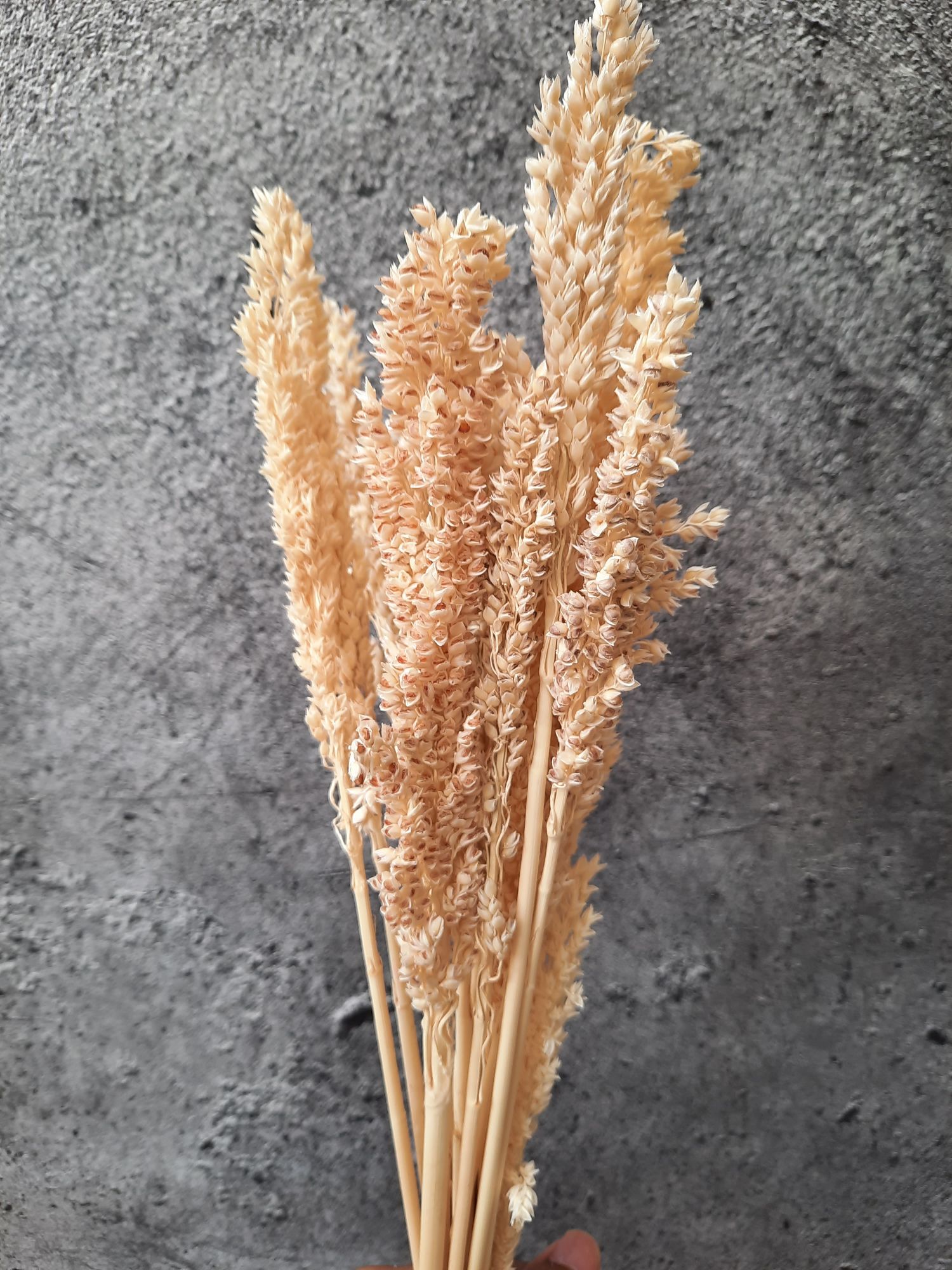 bunga cantel kering 1 tangkai - dried flower - bunga kering | Lazada ...