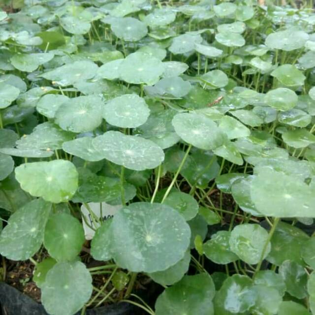 Daun Pegagan Tanaman Hidup Pegagan Tanaman Air Mudah Terawat | Lazada ...