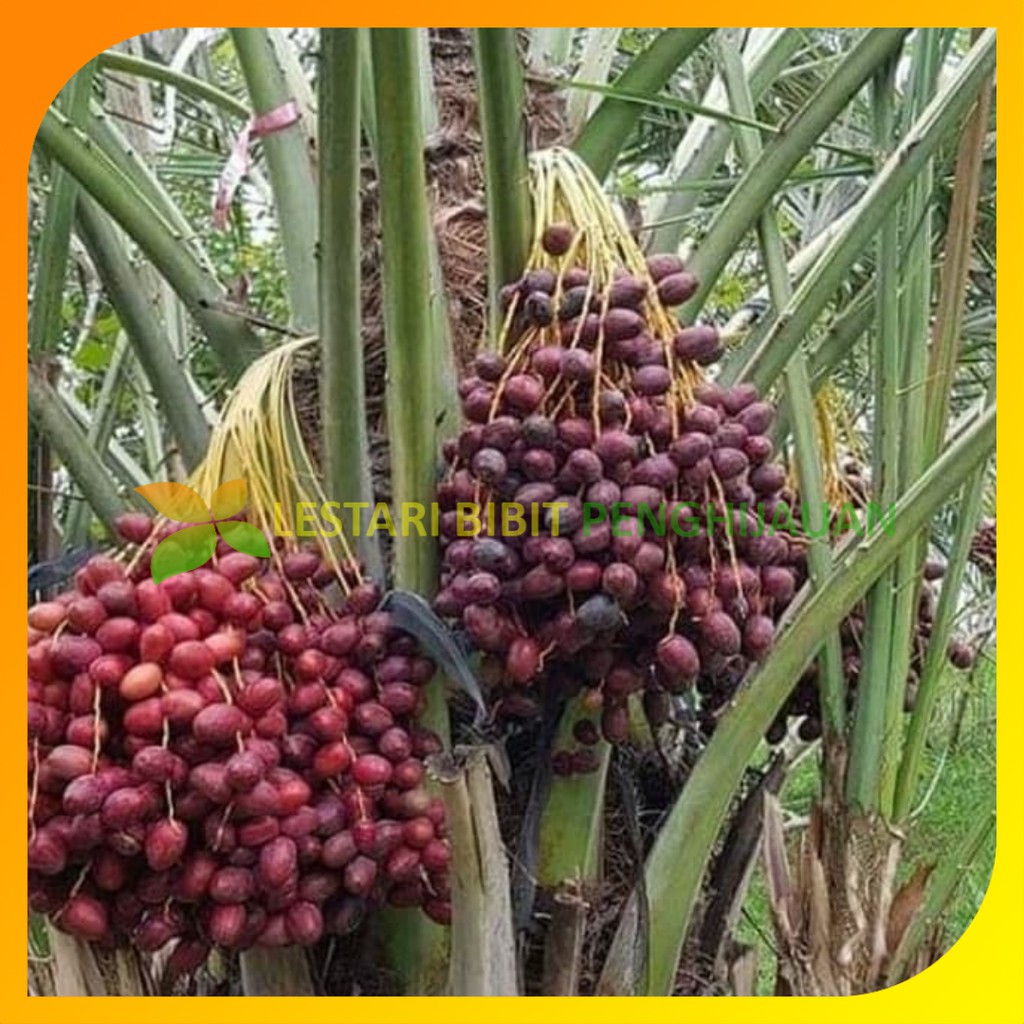 Bibit tanaman pohon kurma tropis indonesia | Lazada Indonesia