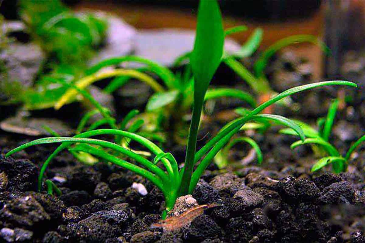 Cryptocoryne Mini parva Tanaman Aquascape Murah | Lazada Indonesia