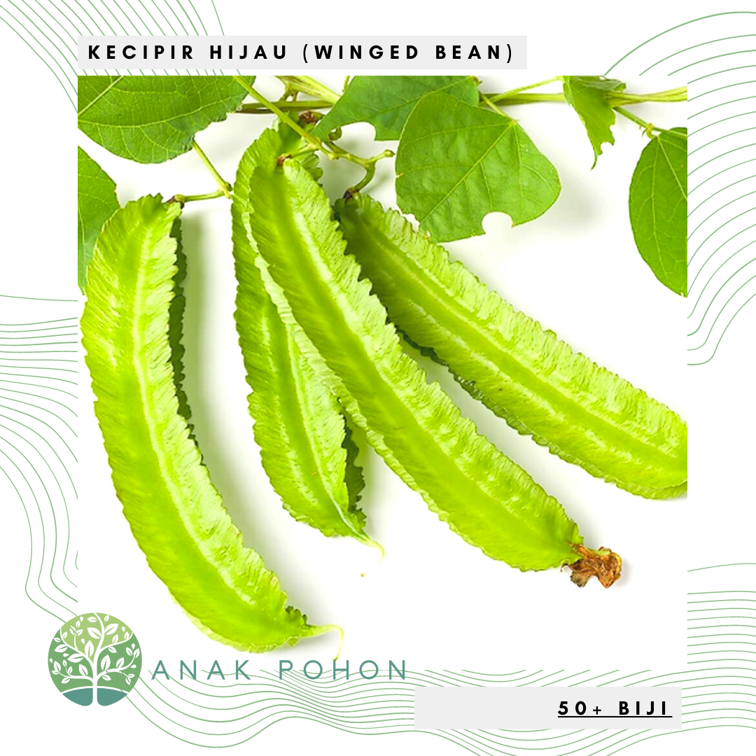 Benih Bibit Biji - Sayur Kecipir Hijau Green Winged Bean (Psophocarpus ...