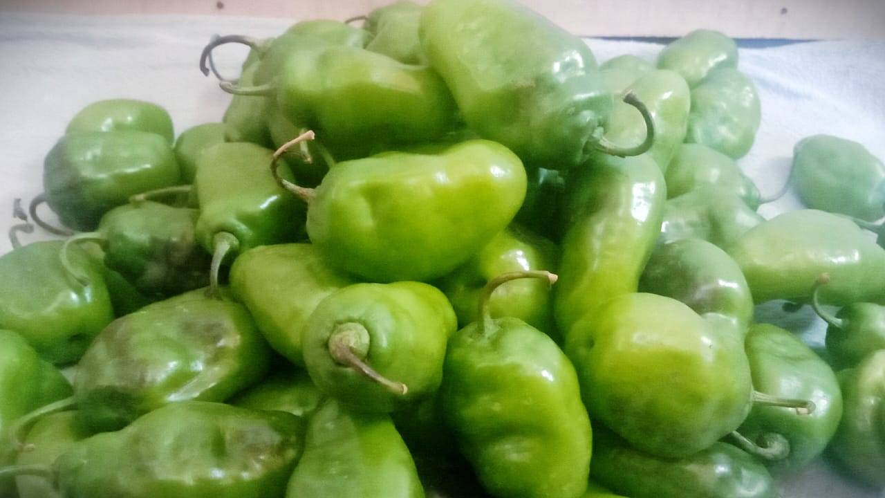 cabai gendot ( bendot ) 1 kg.cabe hijau.cabe gombol.cabai | Lazada ...