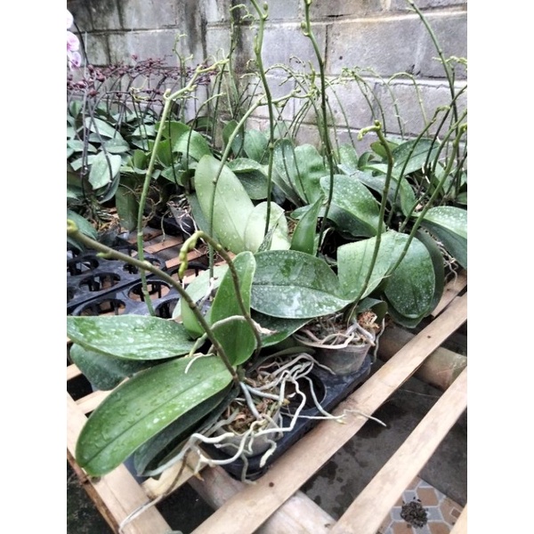 anggrek bulan mini double spike putih bersih | Lazada Indonesia