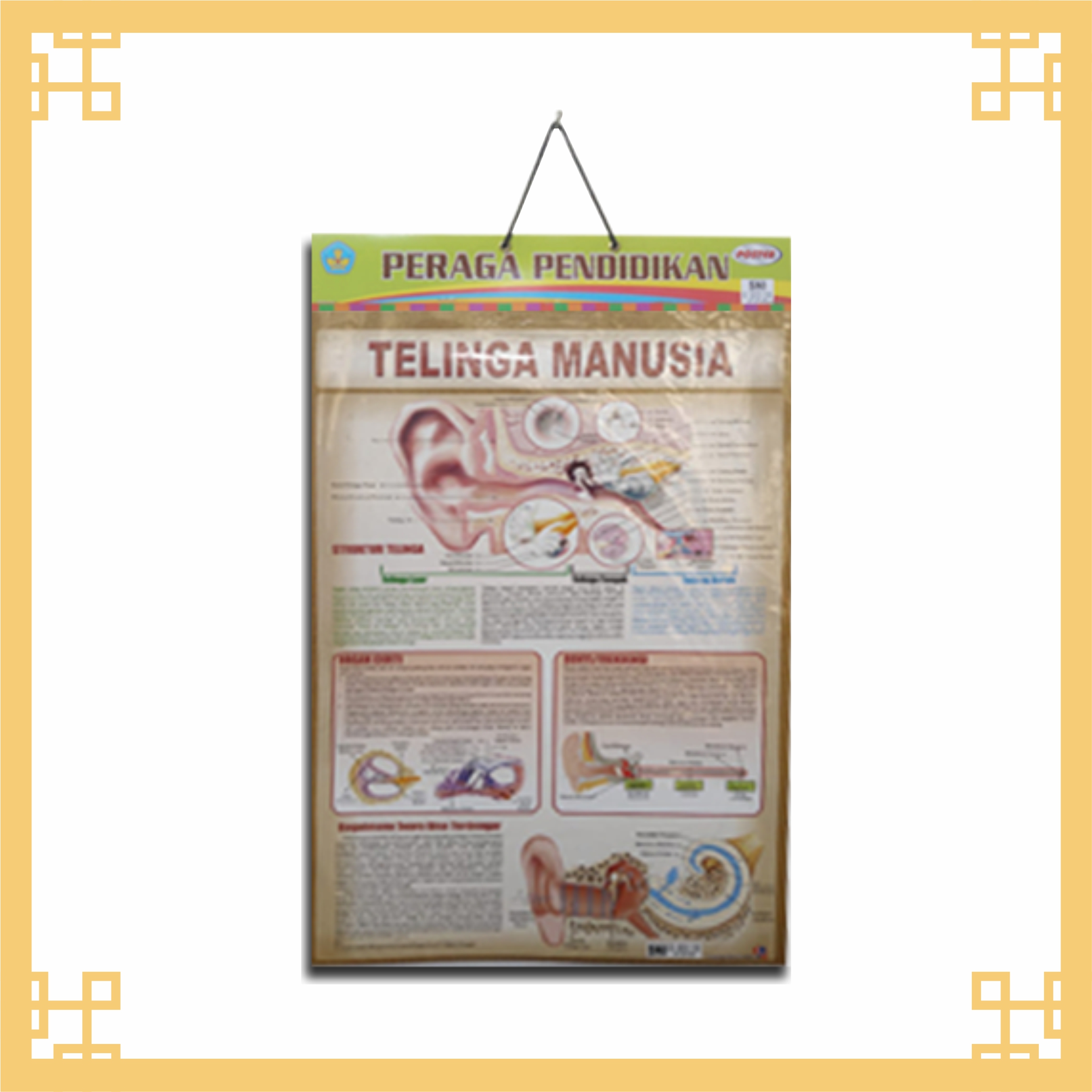 Poster Edukasi Anak - Poster Anak Telinga Manusia | Lazada Indonesia