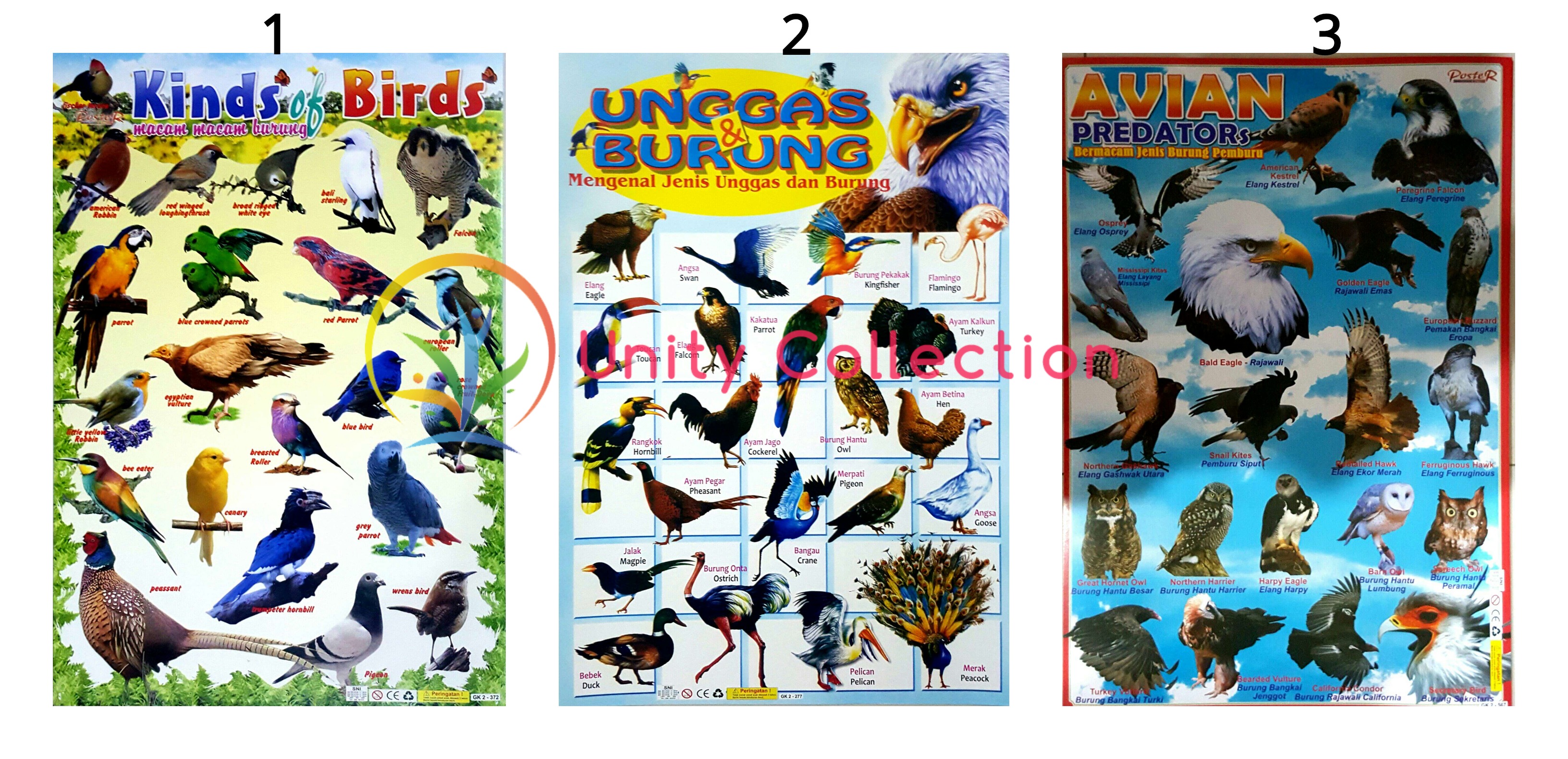 Poster Tempel Dinding Anak Belajar Aneka Binatang Burung | Lazada Indonesia