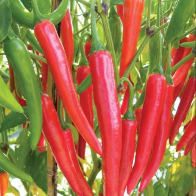 Kedai 100 Gram Benih Biji Cabe Cabai Lombok Gede Merah Beureum Besar ...