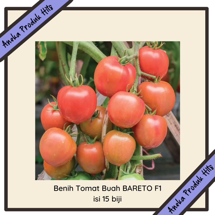 Benih Tomat Buah BARETO F1 isi 15 biji | Lazada Indonesia