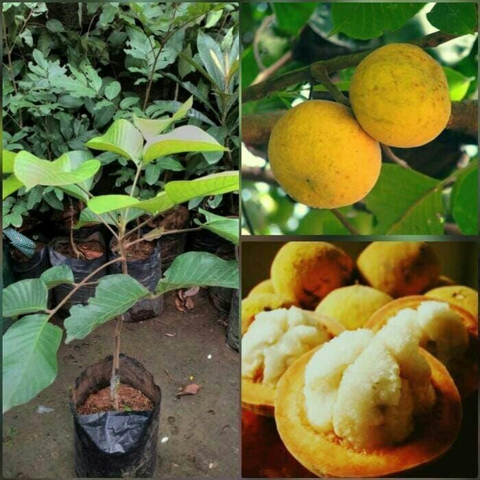 Terlaris Bibit Pohon Kecapi - Buah Kecapi - Tanaman Sentul Buahnya ...