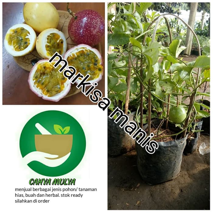bibit pohon buah markisa manis berbuah - tanaman rambat markisa manis | Lazada Indonesia