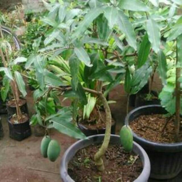 pohon mangga kiojay cepat berbuah | Lazada Indonesia