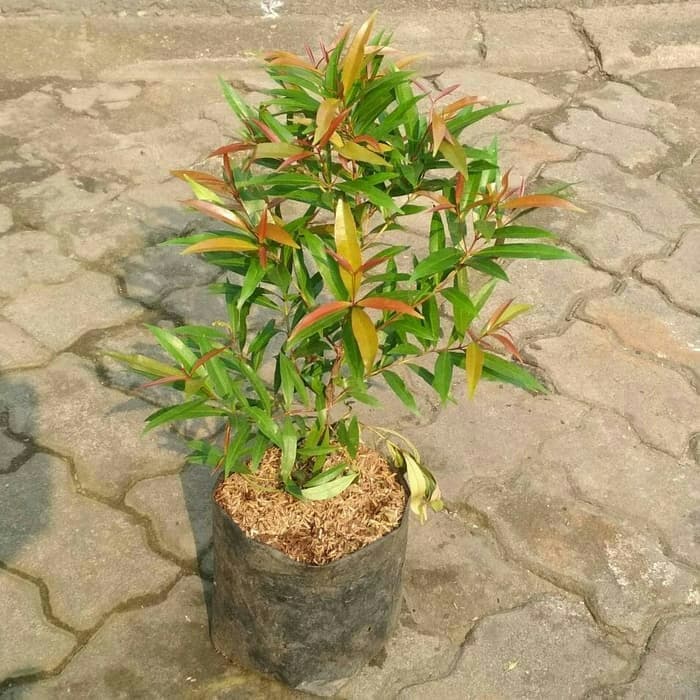 Tanaman hias Pucuk Merah - Pohon Pucuk Merah - Bibit tanaman Hias Pucuk ...