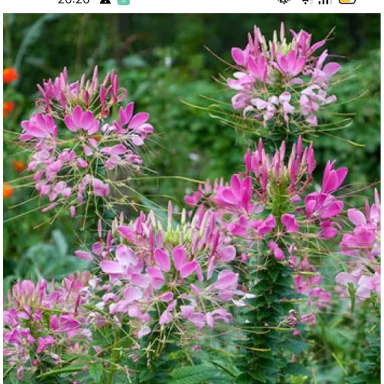 bunga laba laba/cleome | Lazada Indonesia