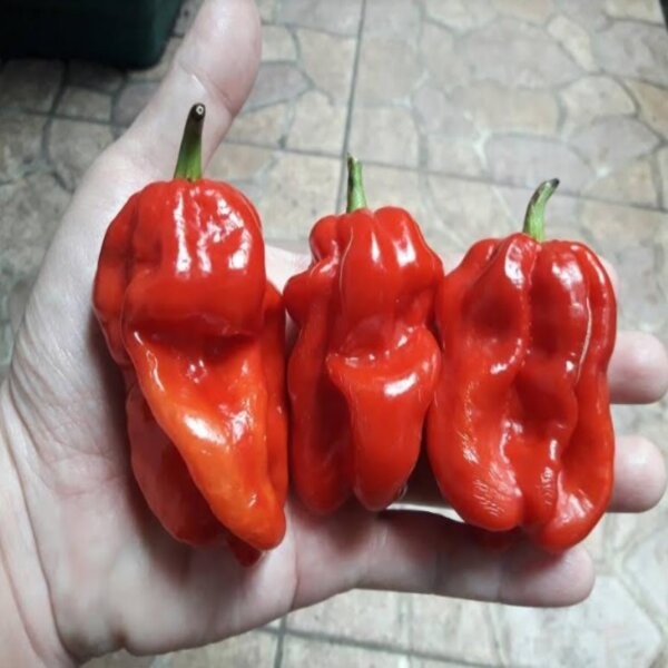 10 Benih / 10 Biji Bibit Cabe Katokkon Toraja Super Lombok Cabai Besar ...