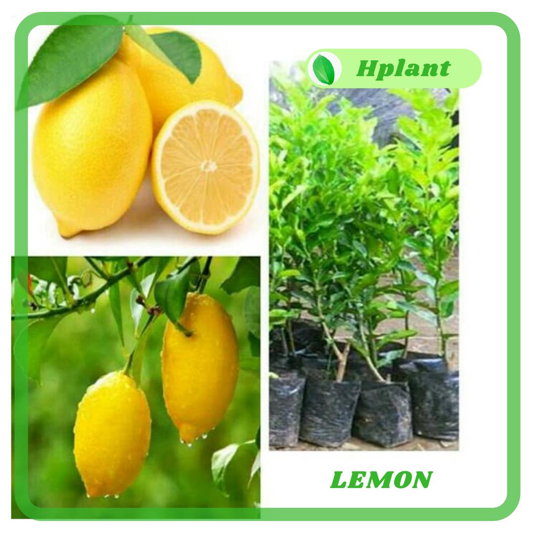 Bibit jeruk lemon california import | pohon jeruk lemon tea | okulasi ...