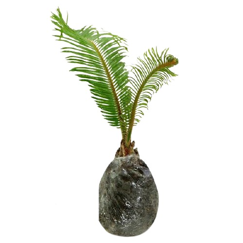 Tanaman Hias Palem Sikas - Mawar Jambe pohon hidup bergaransi | Lazada ...