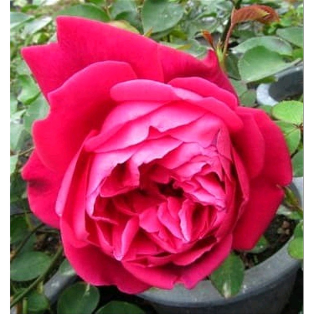 1 Benih Mawar Jumbo | Lazada Indonesia