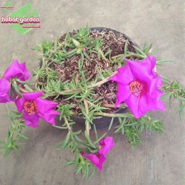 Portulaca - Sutra bombay ungu besar- portulaca grandiflora sama ...
