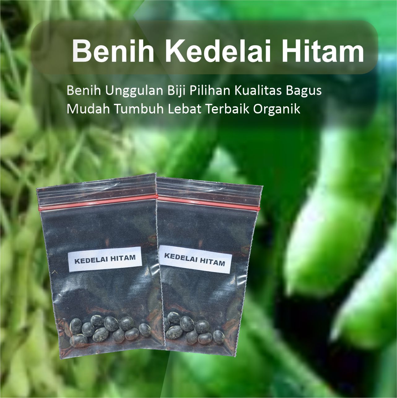 Benih kedelai hitam Biji Unggul Bibit Super Mudah Tumbuh Besar Dan ...