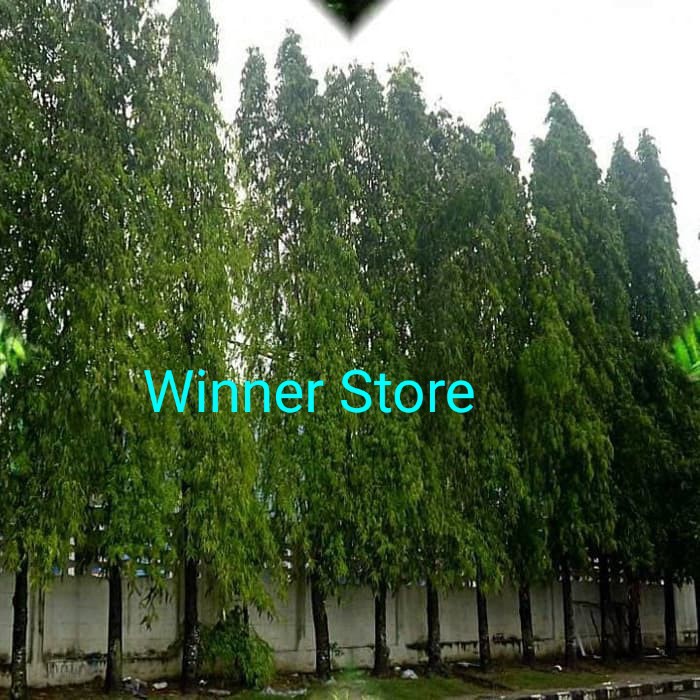 1 glodokan tiang cemara india polyalthia longifolia ashoka Winner Store ...