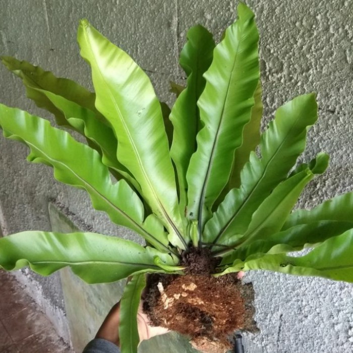 Tanaman hias Kadaka Tanaman Kadaka Tanaman Kadaka Sarang Burung ...