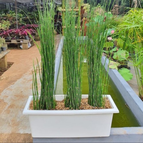Tanaman Hias Pohon Bambu Air / Equisetum Hyemale Horsetail | Lazada ...