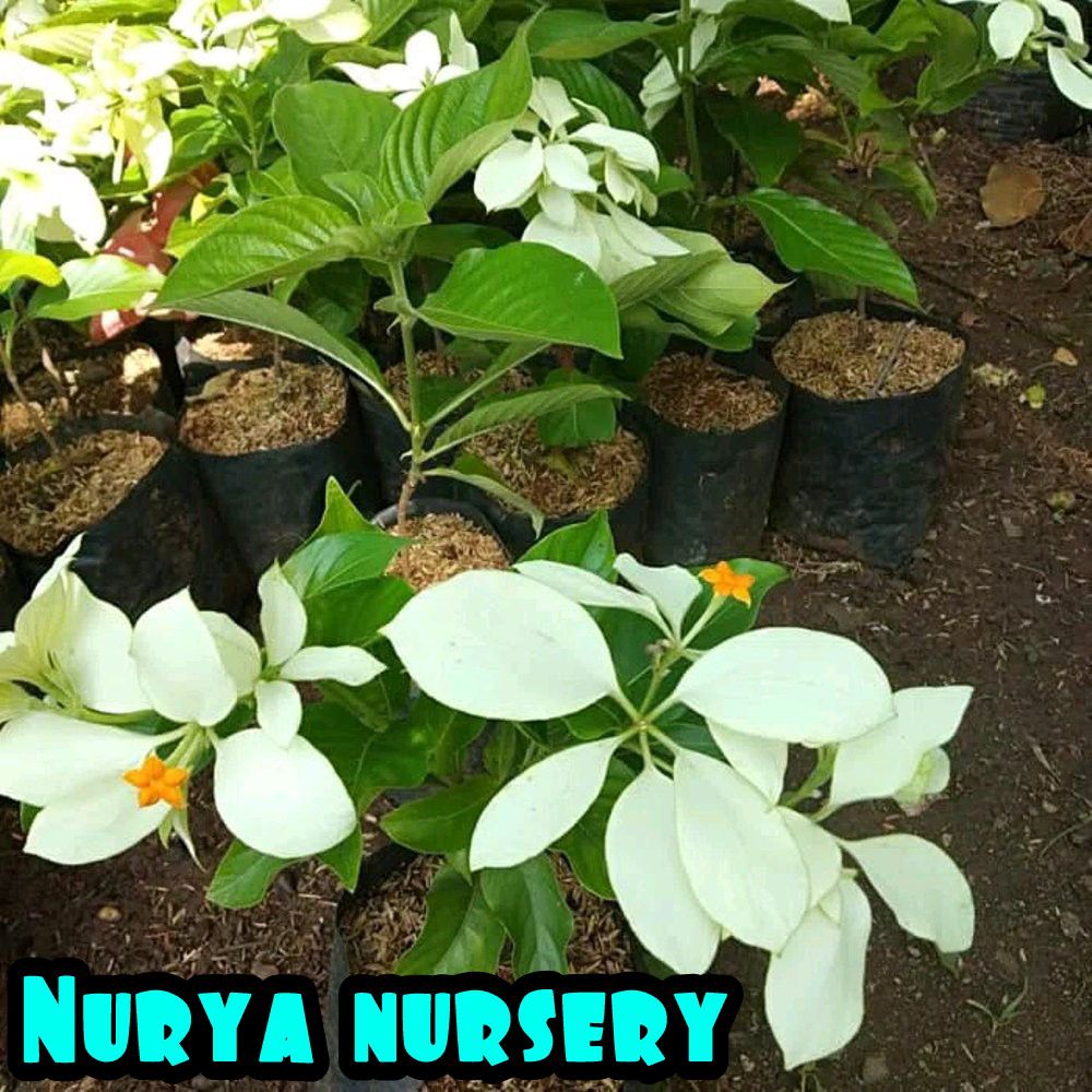Tanaman Hias Bunga Nusa Indah Bunga Putih/Pohon Nusa Indah/Tanaman ...