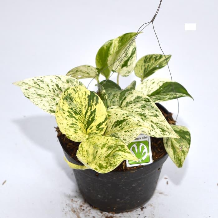 Tanaman Sirih Belanda Putih | Lazada Indonesia