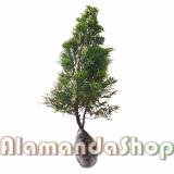 Tanaman Hias Cemara Papua | Lazada Indonesia
