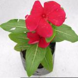 Tanaman Hias Vinca Merah | Lazada Indonesia