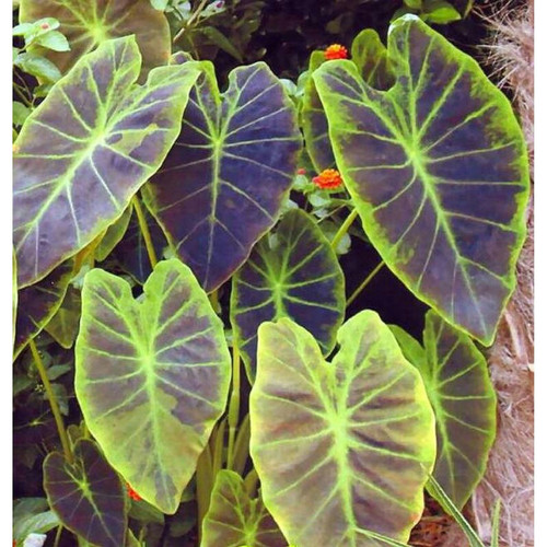 Jual Tanaman hias Keladi hitam Bunga Caladium Black Beauty cantik murah ...
