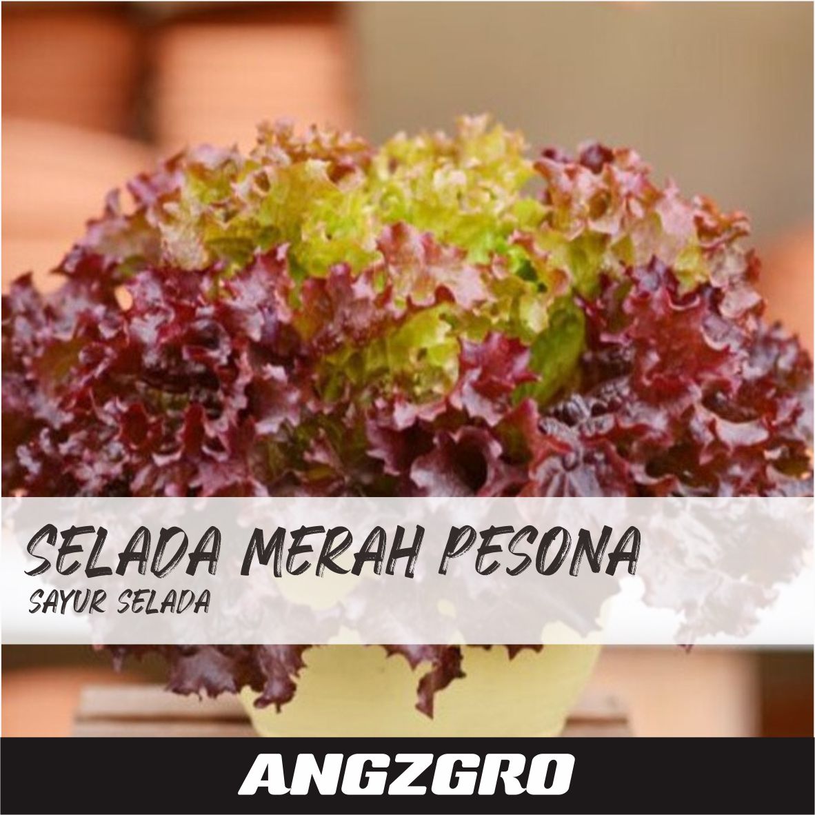 Benih Selada Merah Pesona 100 Seeds Sayuran Tanaman Urban Farming ...