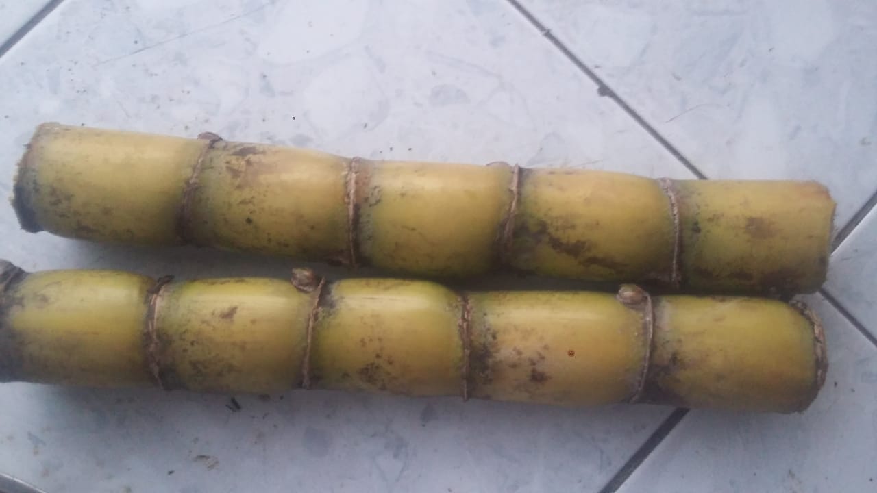 Tebu Hijau Batang per 1 kg | Lazada Indonesia