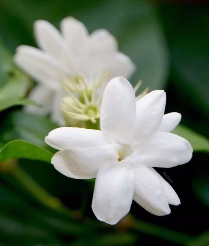 Tanaman hias rambat melati jawa - tanaman melati wangi - pohon melati ...