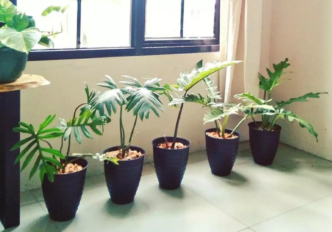 TANAMAN HIAS HIDUP PHILODENDRON MAYOI/ PHILO MAYOI | Lazada Indonesia