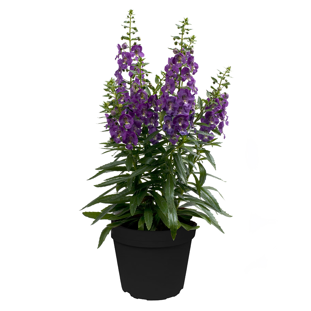PAKET 2 POHON LAVENDER ANGELONIA WANGI Anti Nyamuk COD Tanaman hias ...