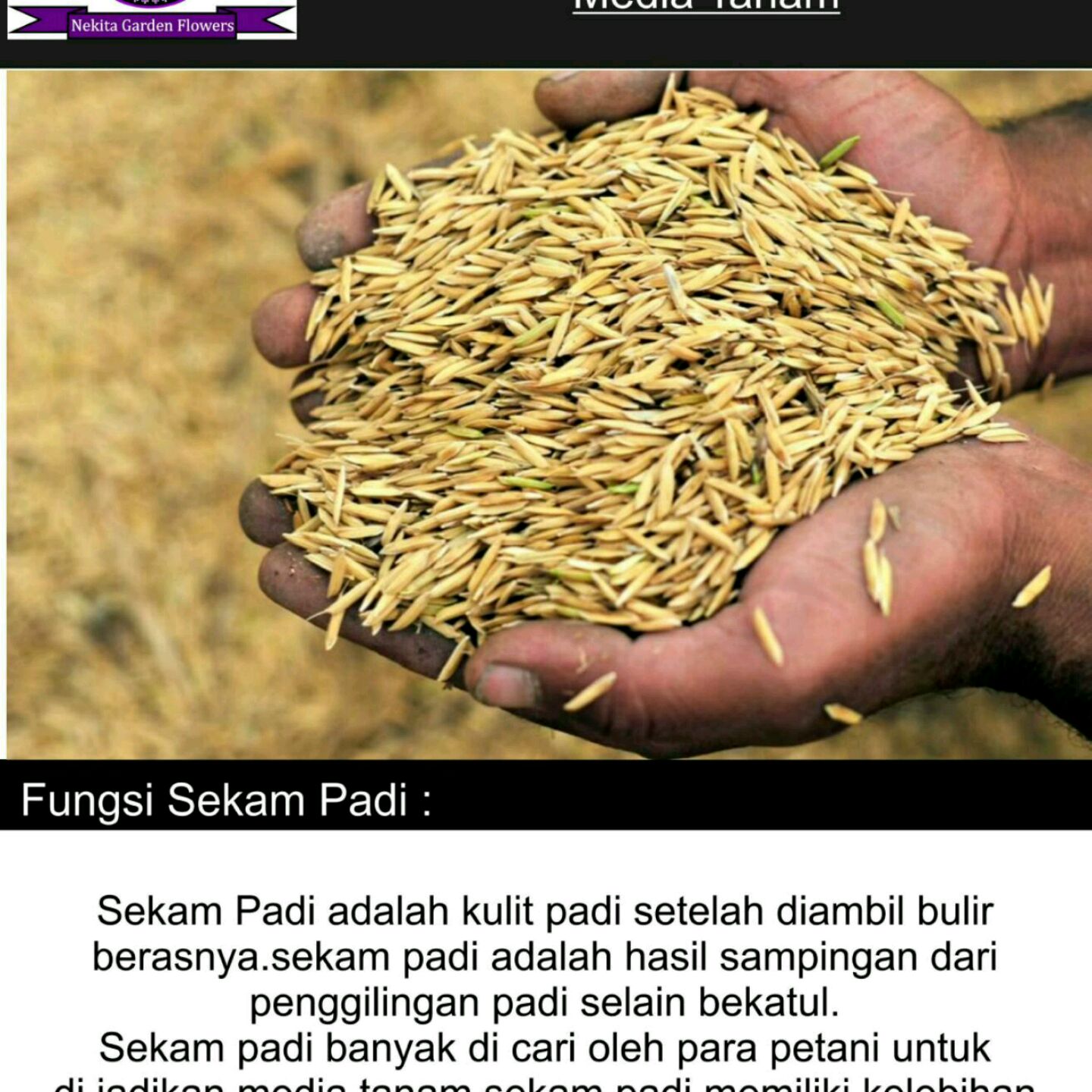 Sekam padi 1 pax (berat 1/2 kg per pcs) | Lazada Indonesia
