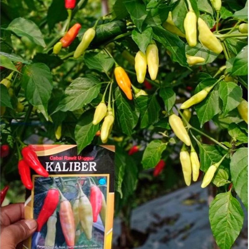 Benih Cabe Cabai Rawit Unggul KALIBER Repack Wijitani | Lazada Indonesia