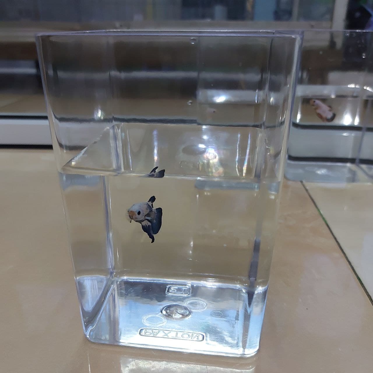 Soliter Akrilik Air Ikan Cupang Paxton 4 Liter | Lazada Indonesia