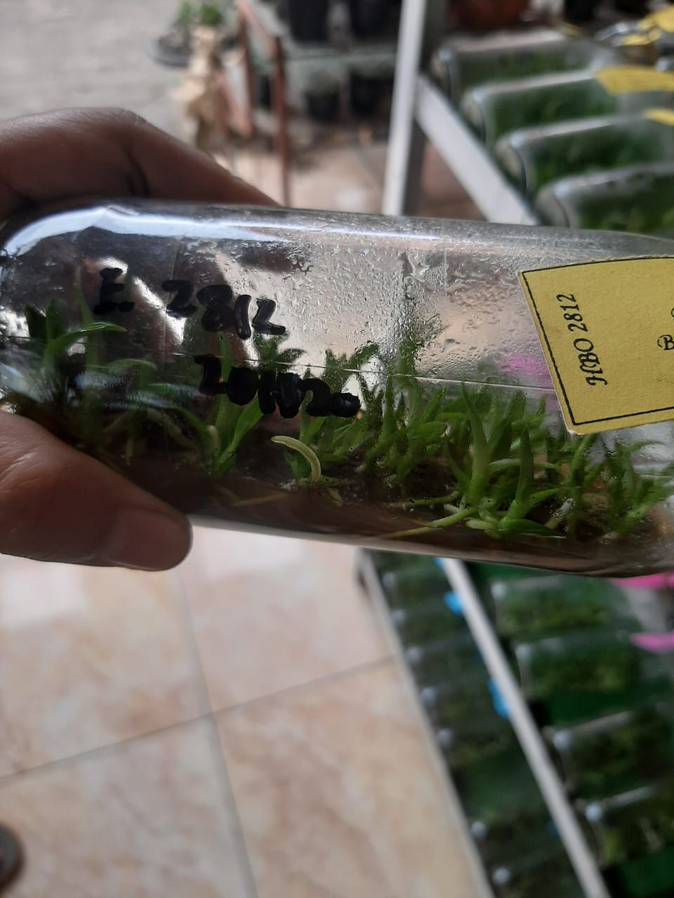 tanaman anggrek botol cattleya | Lazada Indonesia
