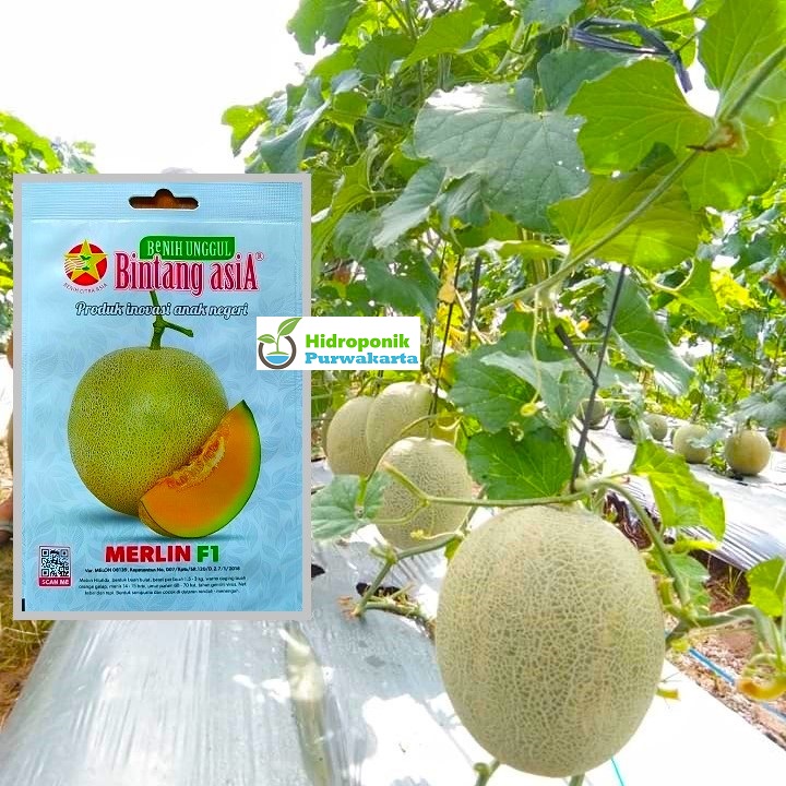 Benih Melon Hibrida MERLIN 0.5 Gram Cap Bintang Asia PT Benih Citra ...