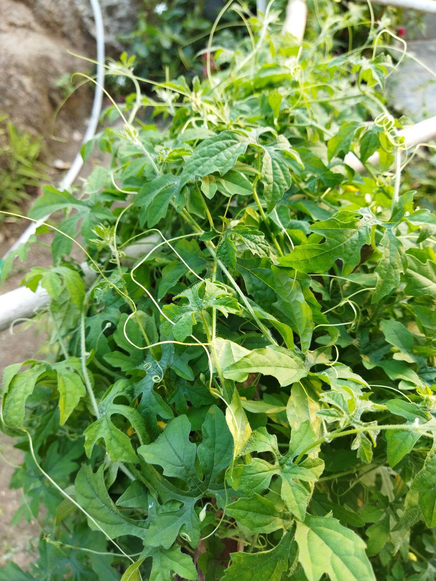 Daun pare hutan pare mini 1KG | Lazada Indonesia