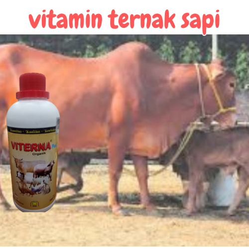VITAMIN TERNAK SAPI CEPAT GEMUK / VITAMIN TERNAK SAPI CEPAT BERANAK ...