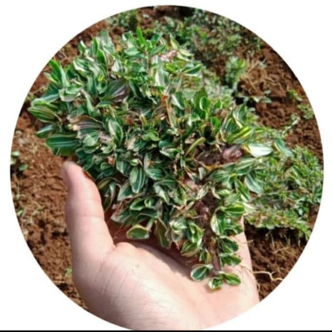 Rumput Gajah Mini Varigata Perkilo / Rumput Taman / Rumput gajah ...