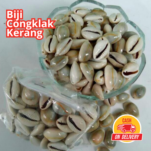 Biji Congklak Kerang Asli Ukuran Sedang / Kerang Asli Biji Dakon ...