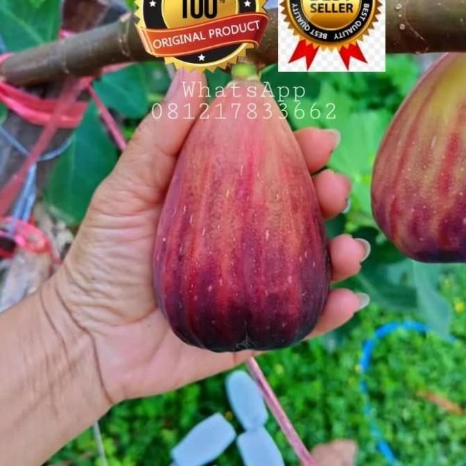 Terlaris bibit pohon tin jenis SUJU Super Jumbo cangkok tin buah jumbo ...