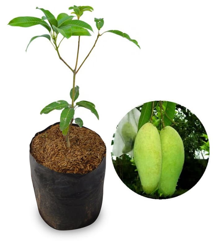 Jual Bibit Okulasi Tanaman Pohon Mangga Okyong | Lazada Indonesia