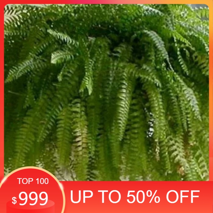 ready pakis boston per bibit | Lazada Indonesia