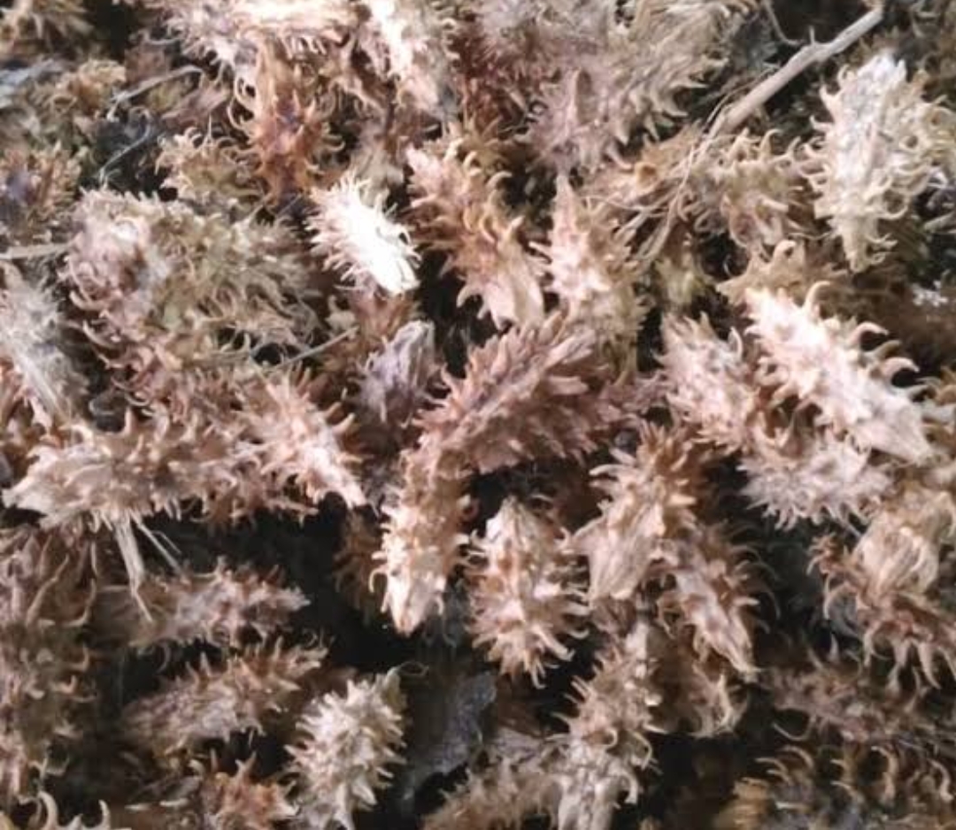 50 GR KAYU ANYANG KERING/BUAH ANYANG-ANYANG ATASI DESENTRI /ELAEOCARPUS ...