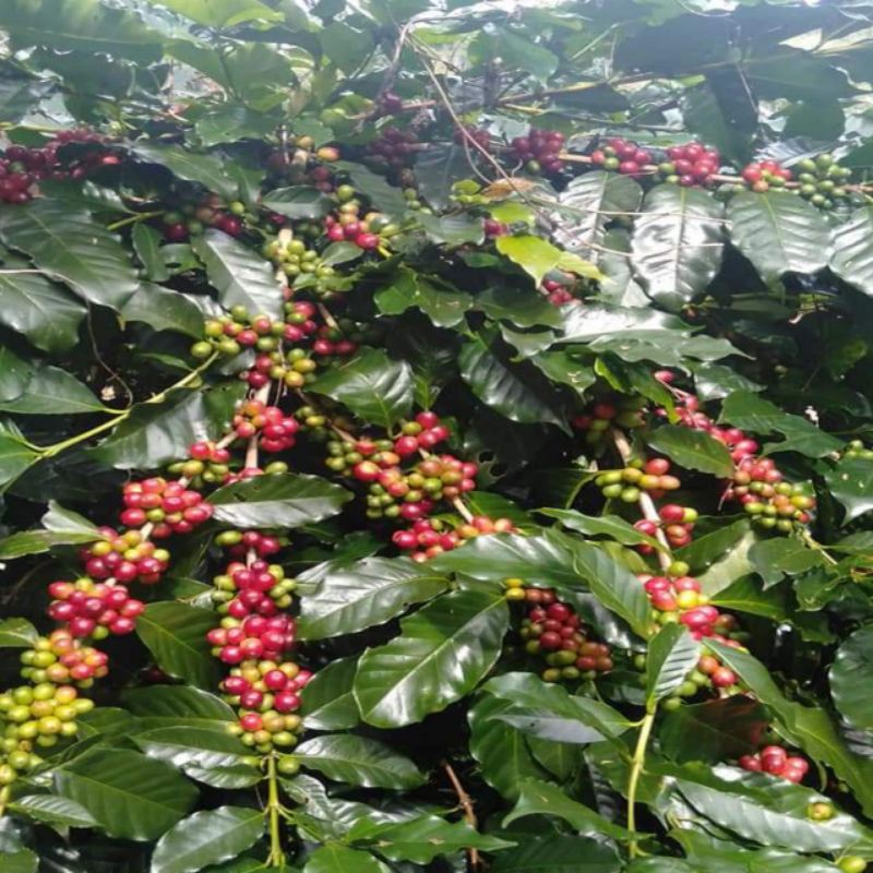Bibit Pohon Kopi Arabika Benih Tanaman Kopi Gayo1 Tim-Tim Cabut Bandung ... Bibit Pohon Kopi Arabika Benih Tanaman Kopi Gayo1 Tim-Tim Cabut Bandung ...
