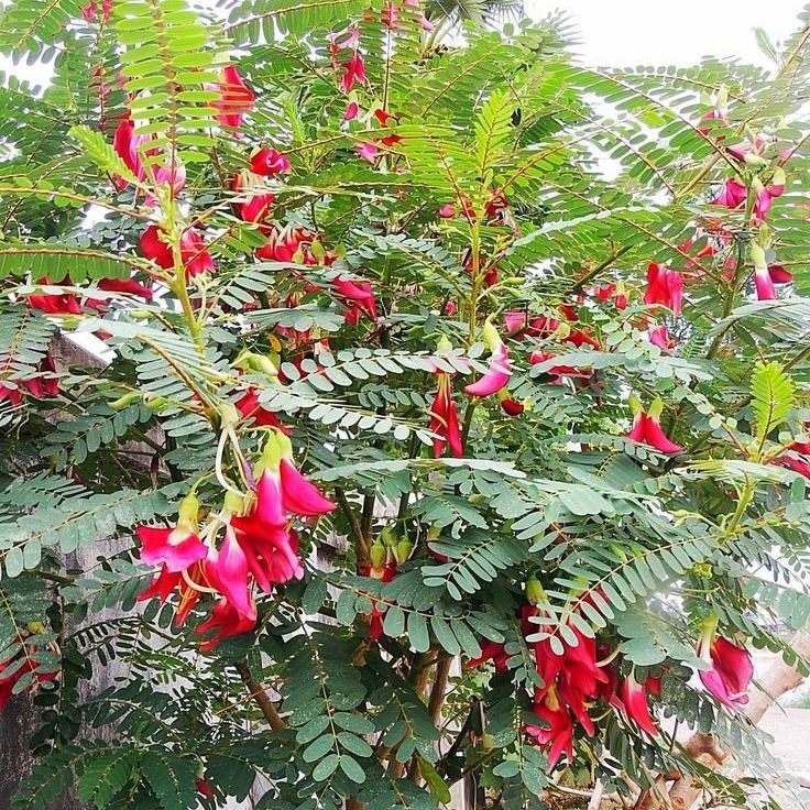 Bibit Benih Tanaman Turi Merah (5 Gram) | Lazada Indonesia